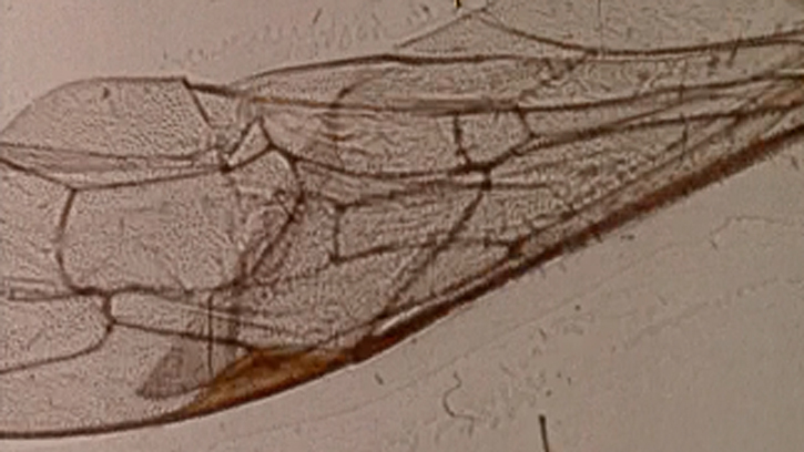 Mothlight (Stan Brakhage, 1963) - La Cinémathèque française
