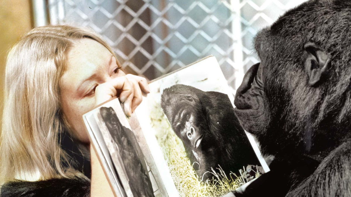 Koko, le gorille qui parle (Barbet Schroeder, 1977) - La Cinémathèque ...