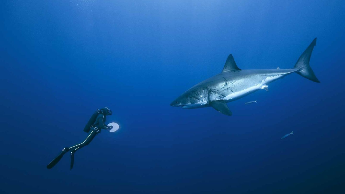 Océans (Jacques Perrin, Jacques Cluzaud, 2009) - La Cinémathèque française