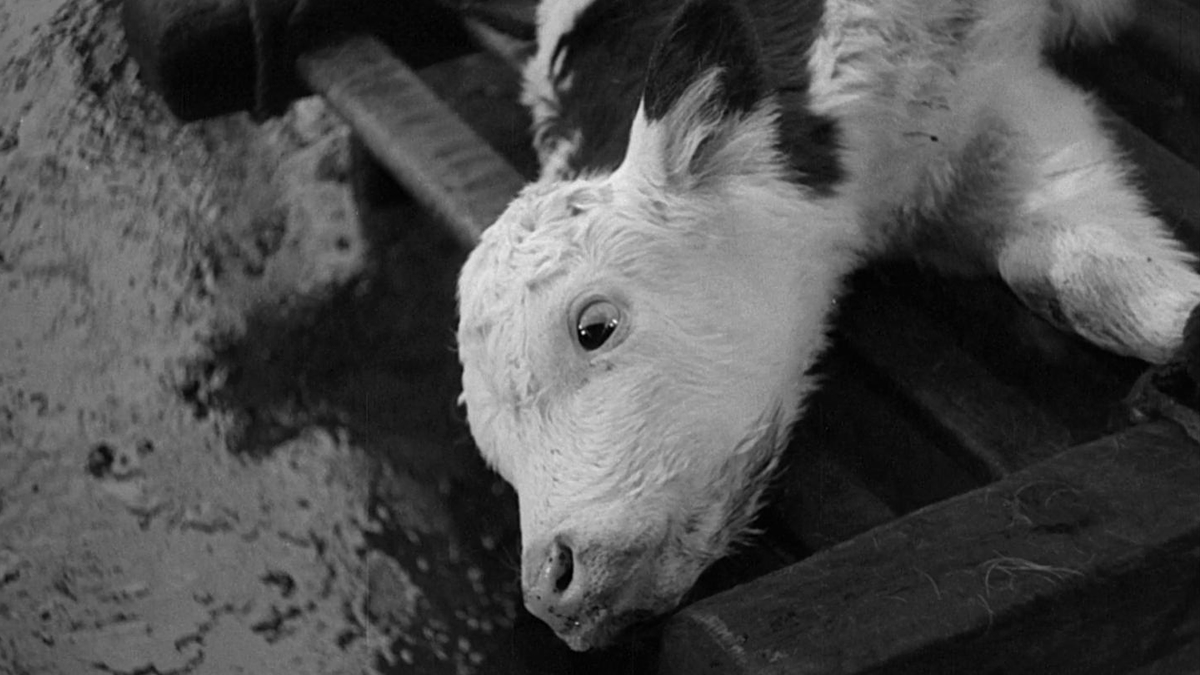 Le Sang des bêtes (Georges Franju, 1949) - La Cinémathèque française