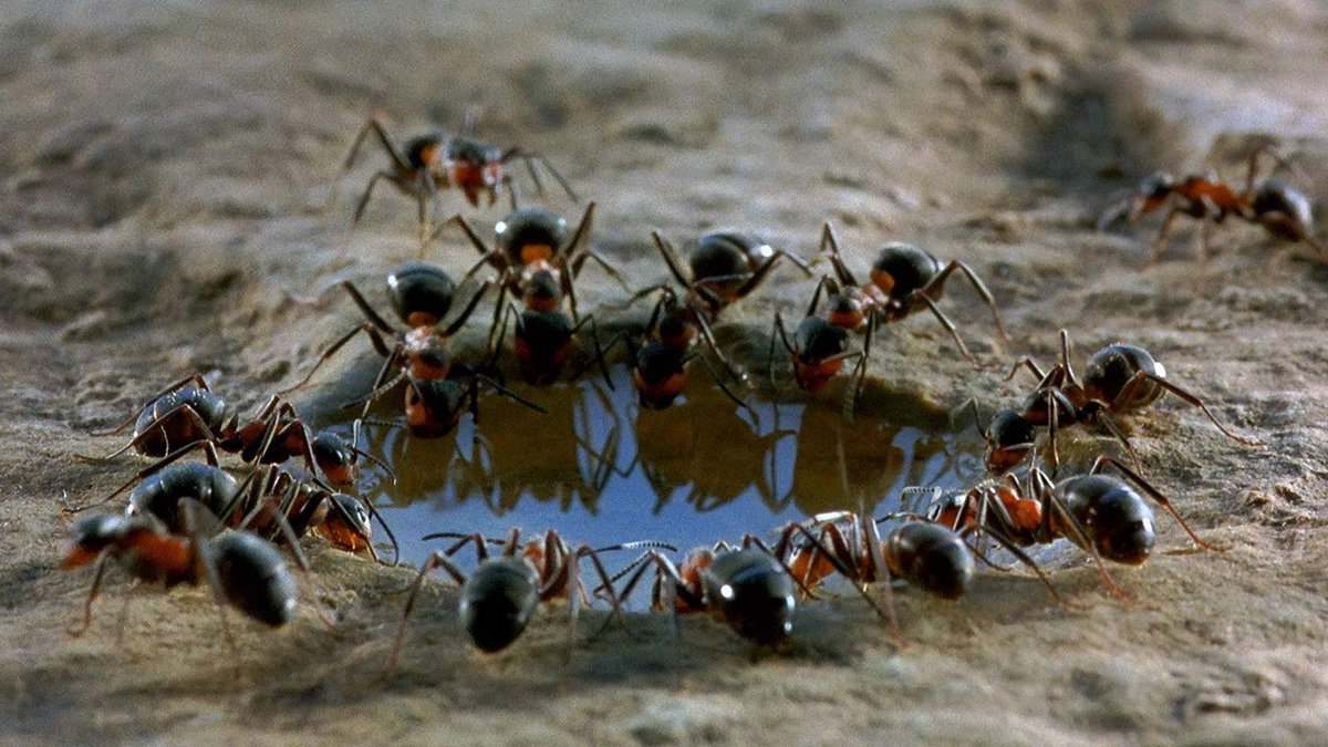 Microcosmos (Claude Nuridsany, Marie Pérennou, 1995) - La Cinémathèque ...