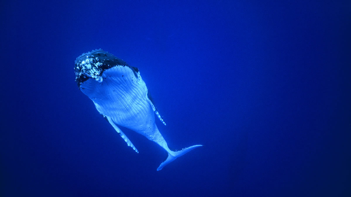 Océans (Jacques Perrin, Jacques Cluzaud, 2009) - La Cinémathèque française